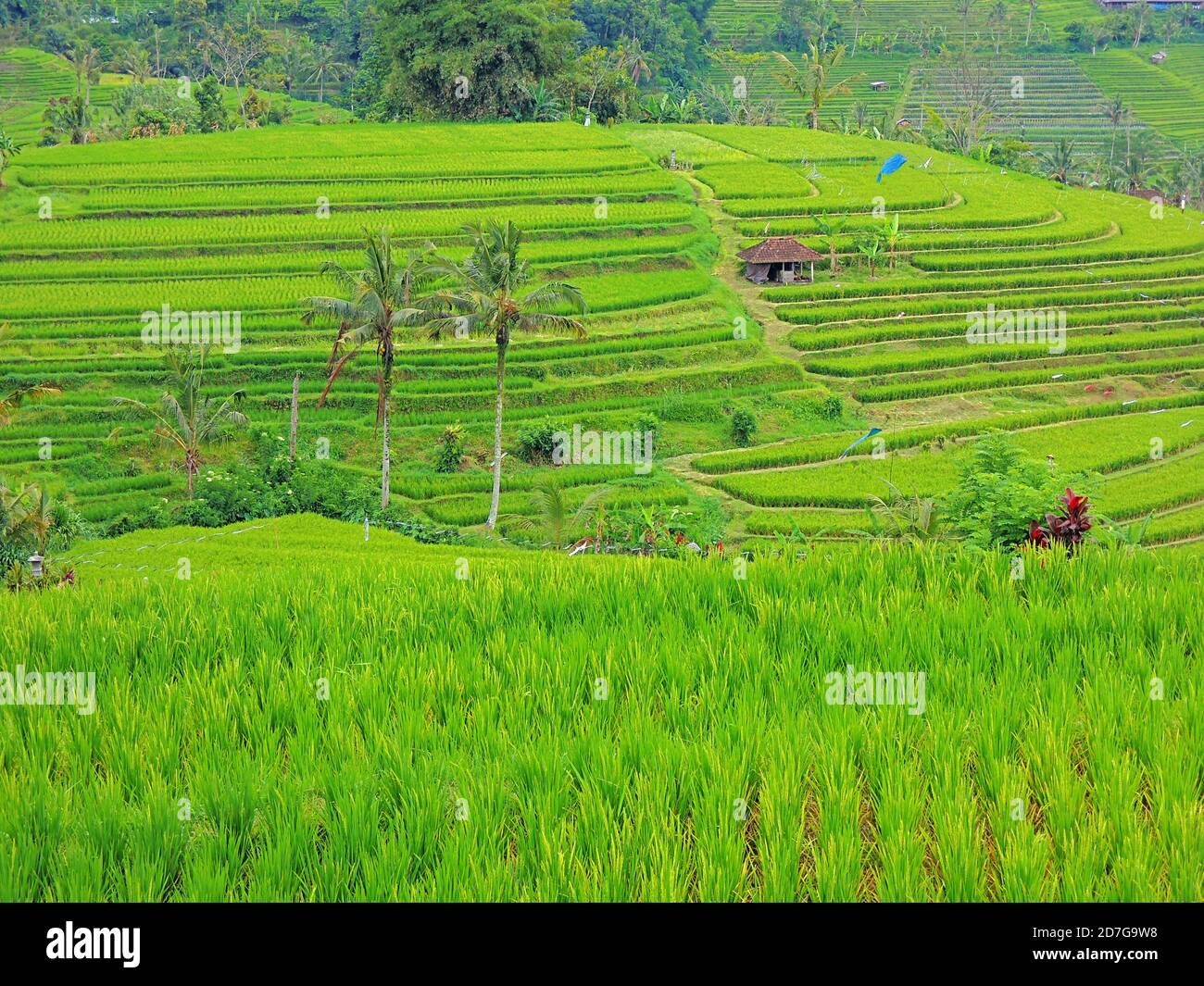 Jatiluwih Rice Terraces in Tabanan Regency is one of the outstanding picturesque rice fields and ...